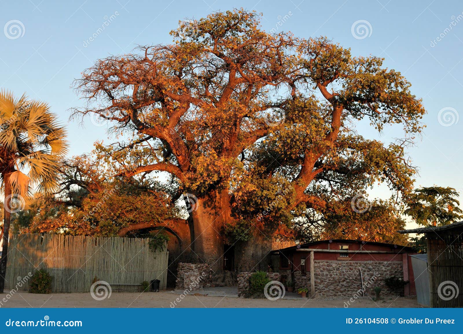 The Ombalantu Baobab Tree in Namibia Stock Photo - Image of chapel ...