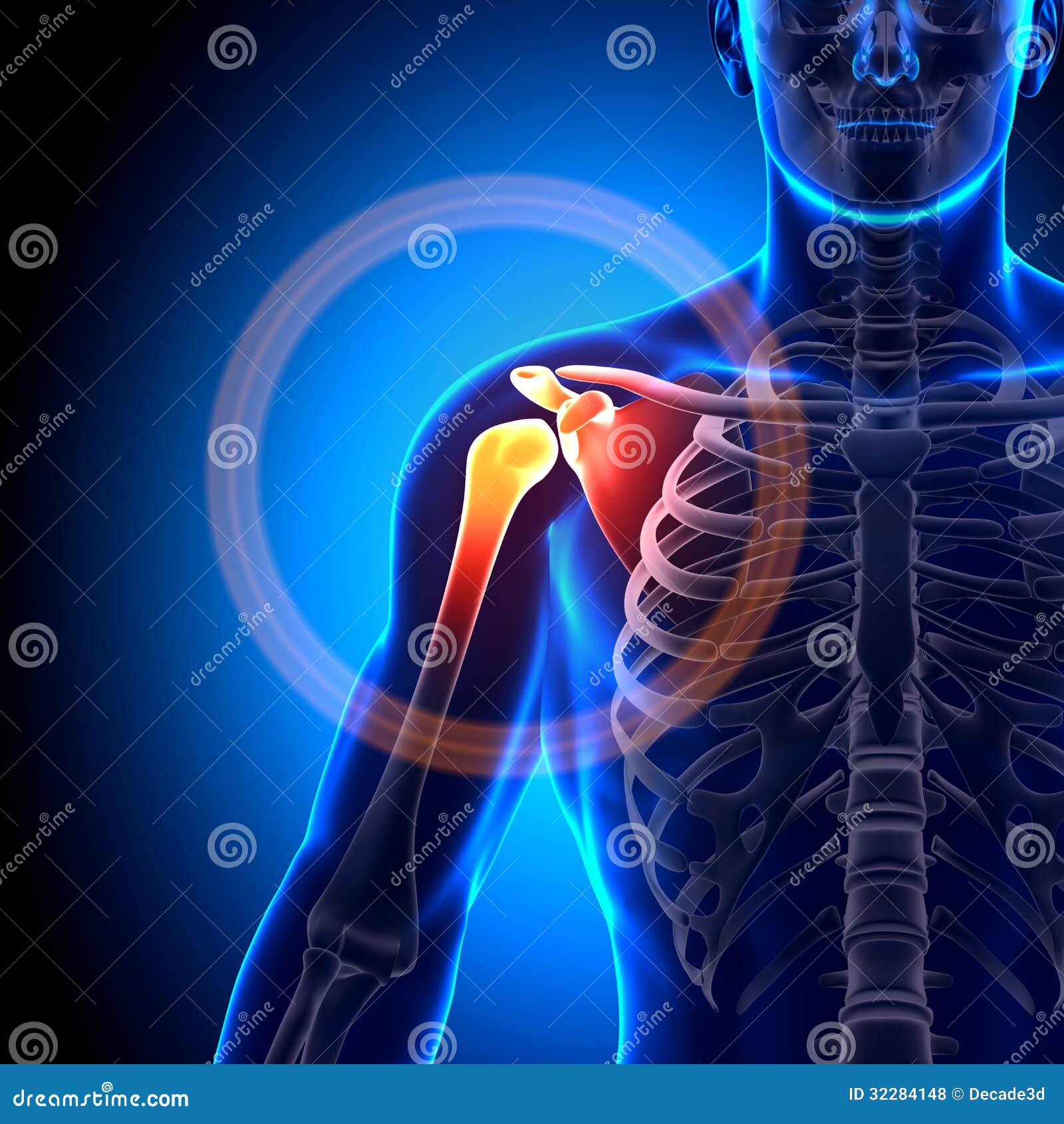 Ombro/omoplata/clavícula - Ossos Da Anatomia Ilustração Stock ...
