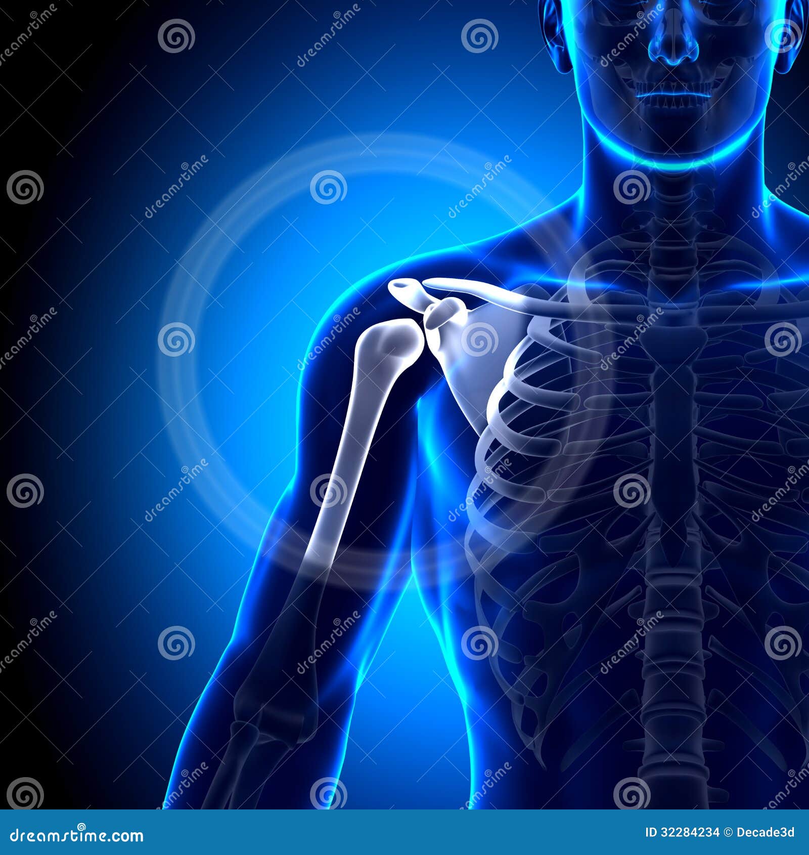 Ombro/omoplata/clavícula - Ossos Da Anatomia Ilustração Stock ...
