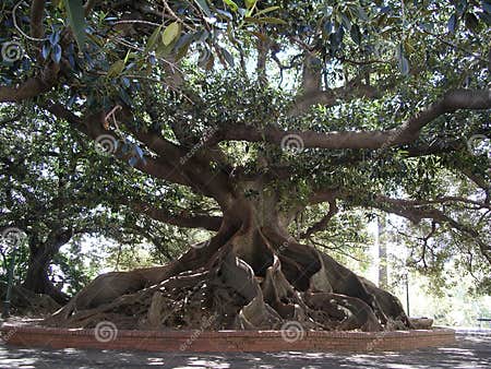 Ombu Tree stock image. Image of hold, ancient, coronilla - 5012649