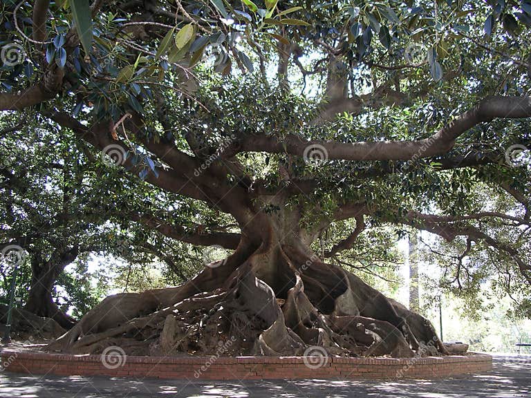 Ombu Tree stock image. Image of hold, ancient, coronilla - 5012649