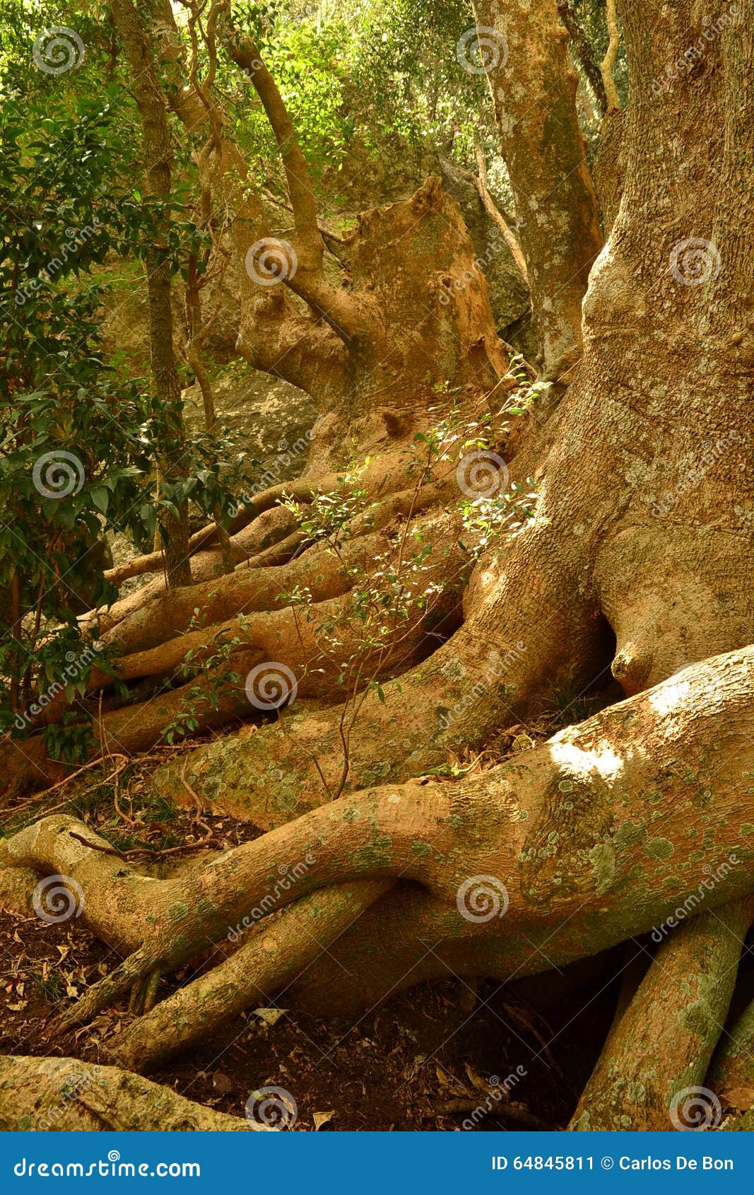 Ombu tree stock image. Image of native, forest, plants - 64845811
