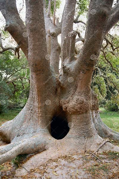 Ombu tree with hole stock image. Image of bark, large - 2128961