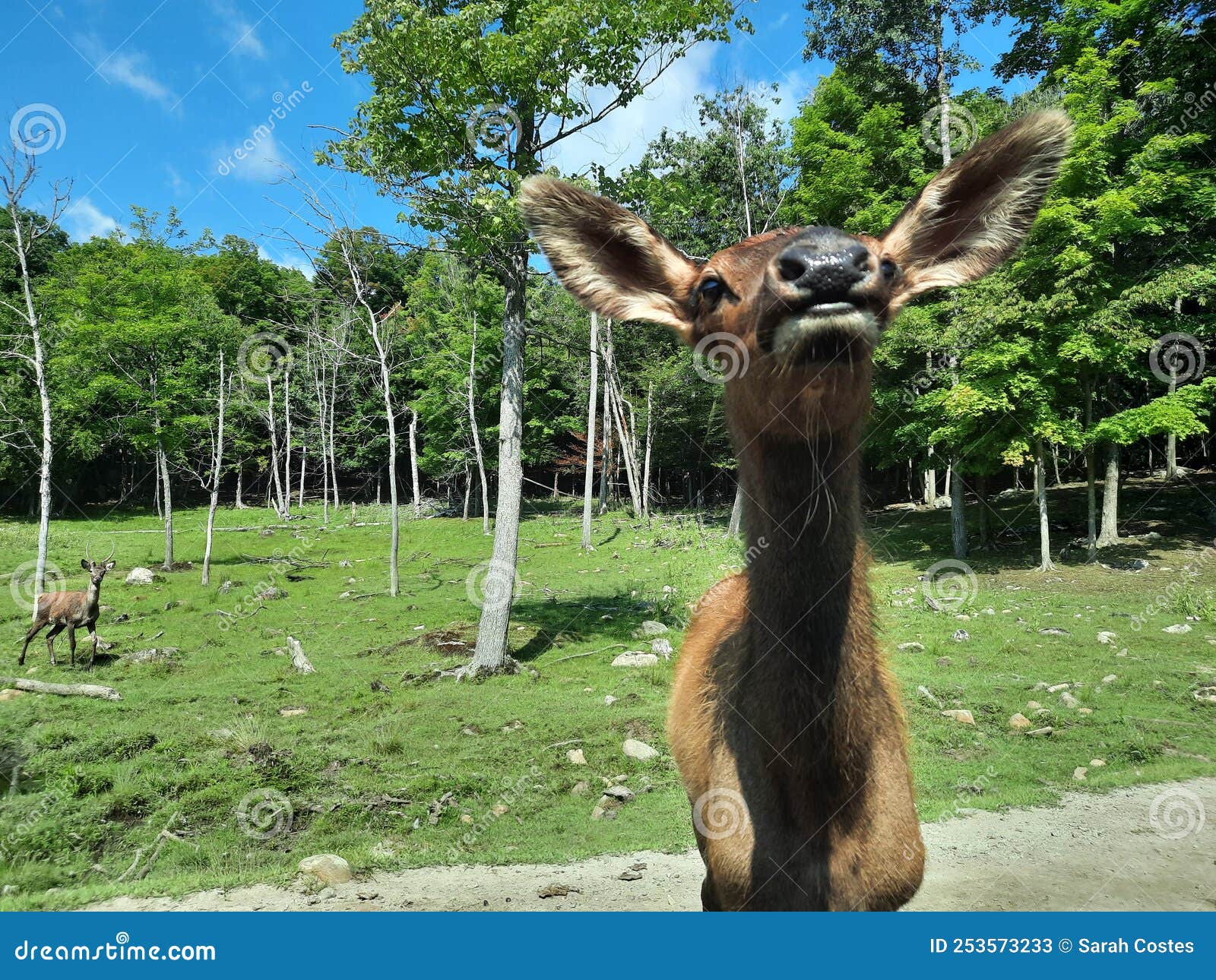Omega Park, Quebec, Canada stock image. Image of omega - 253573233