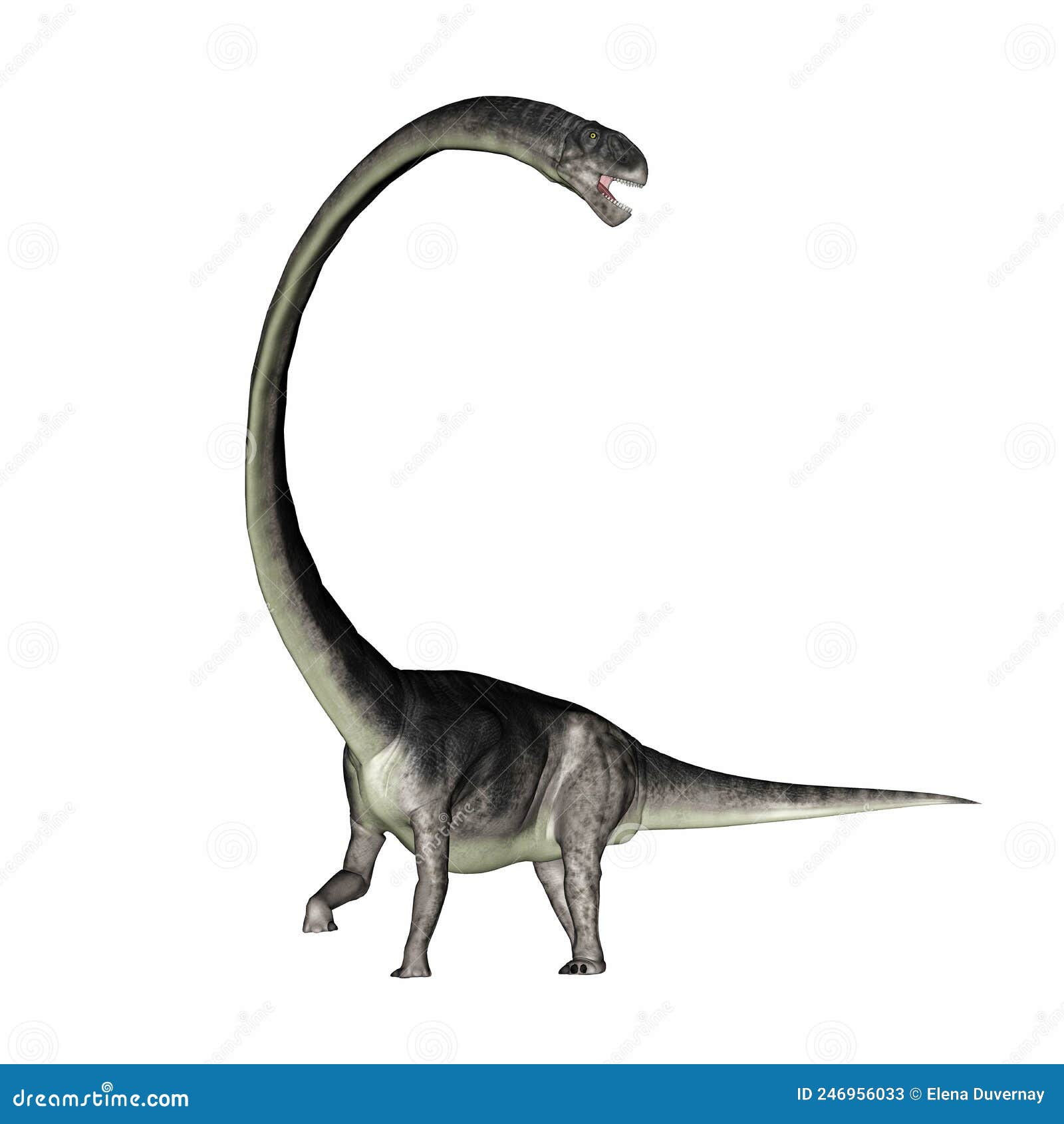 Omeisaurus Dinosaur Roaring with Its Long Neck - 3D Render Stock ...