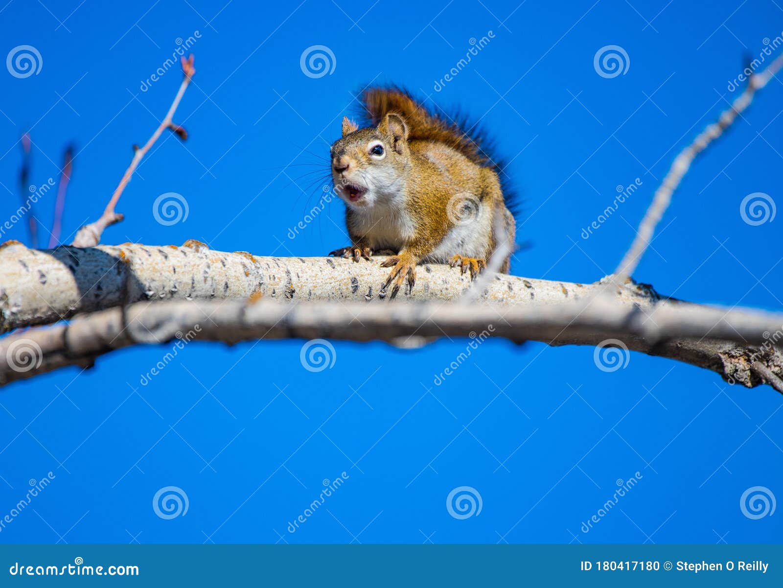 OMG Said the Squirrel Would You Look at that Stock Photo - Image of ...
