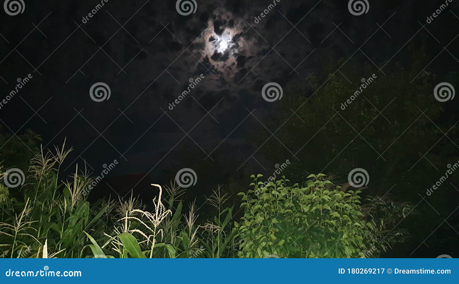 Ominous Moon Over Cornfield Stock Image - Image of darkness, leaf ...