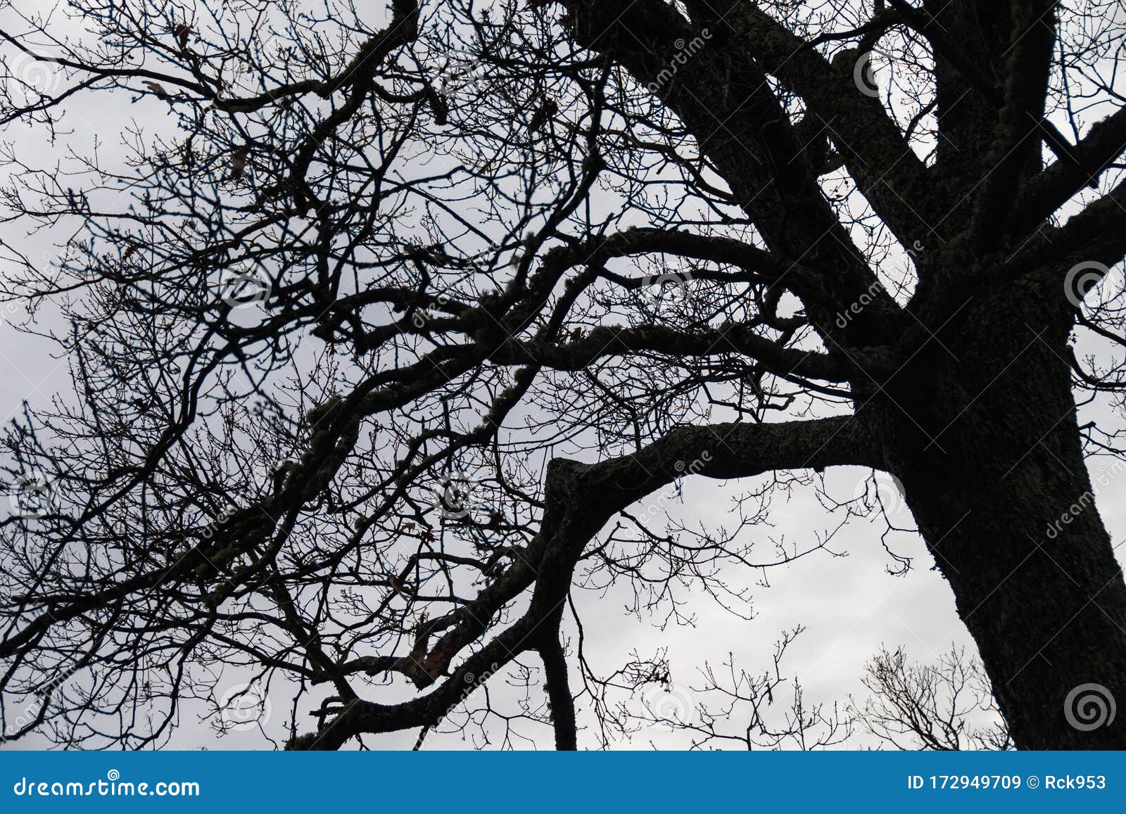 Ominous Silhouetted Tree on a Cold Overcast Morning Stock Image - Image ...