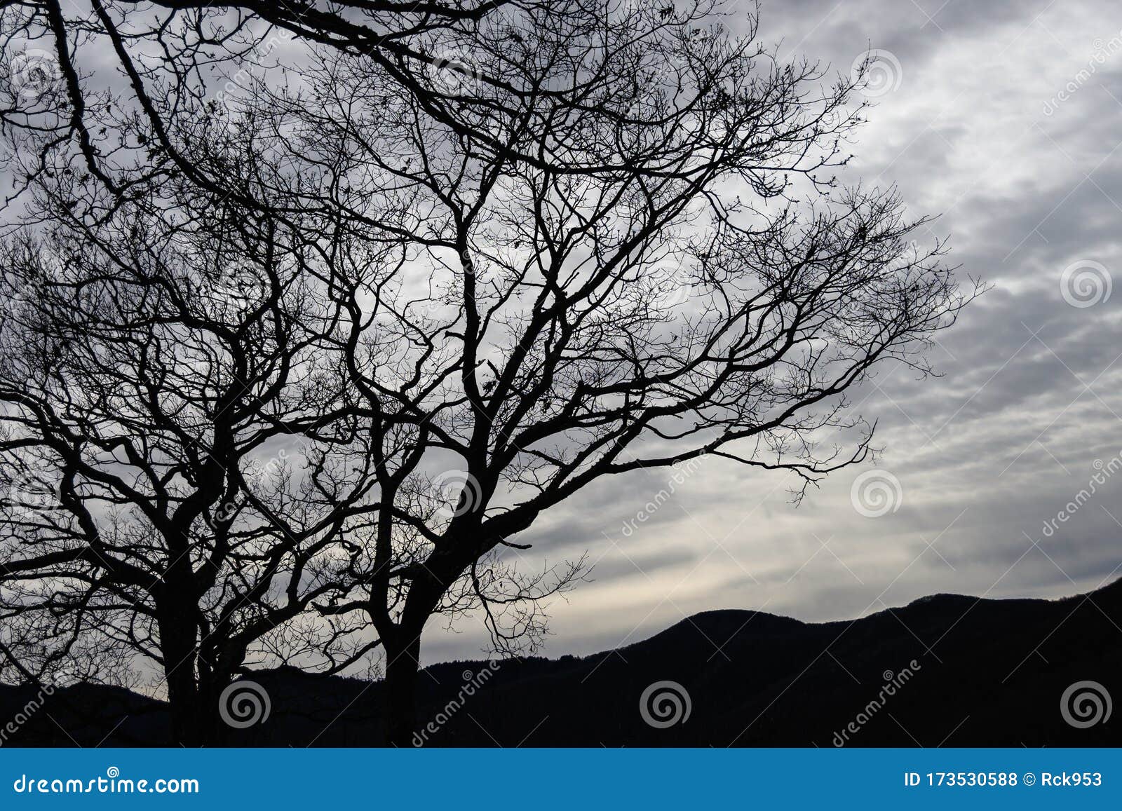 Ominous Silhouetted Tree on a Cold Overcast Morning Stock Photo - Image ...