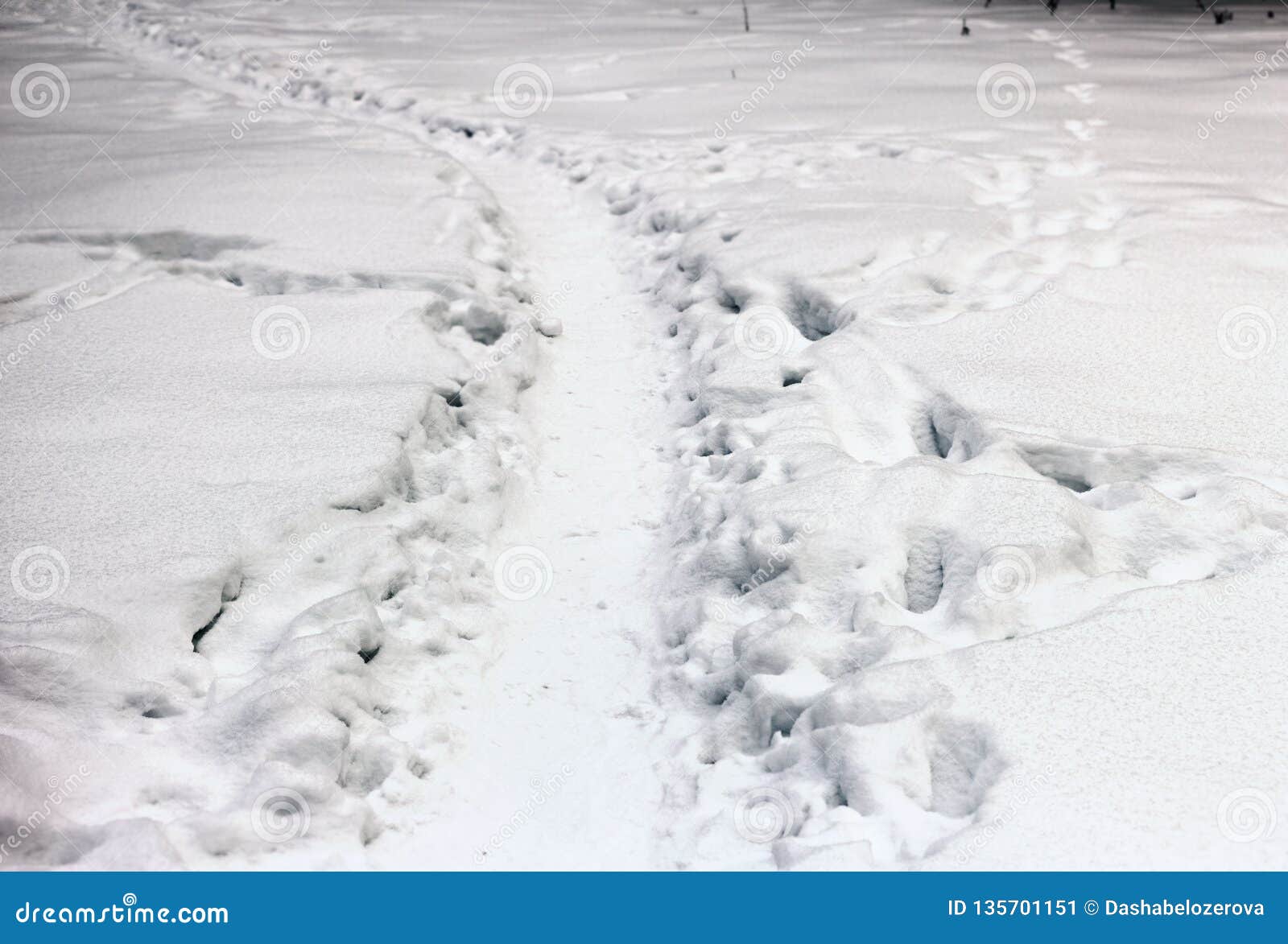 Ominous Snow Path in Forest Stock Image - Image of snowy, scene: 135701151