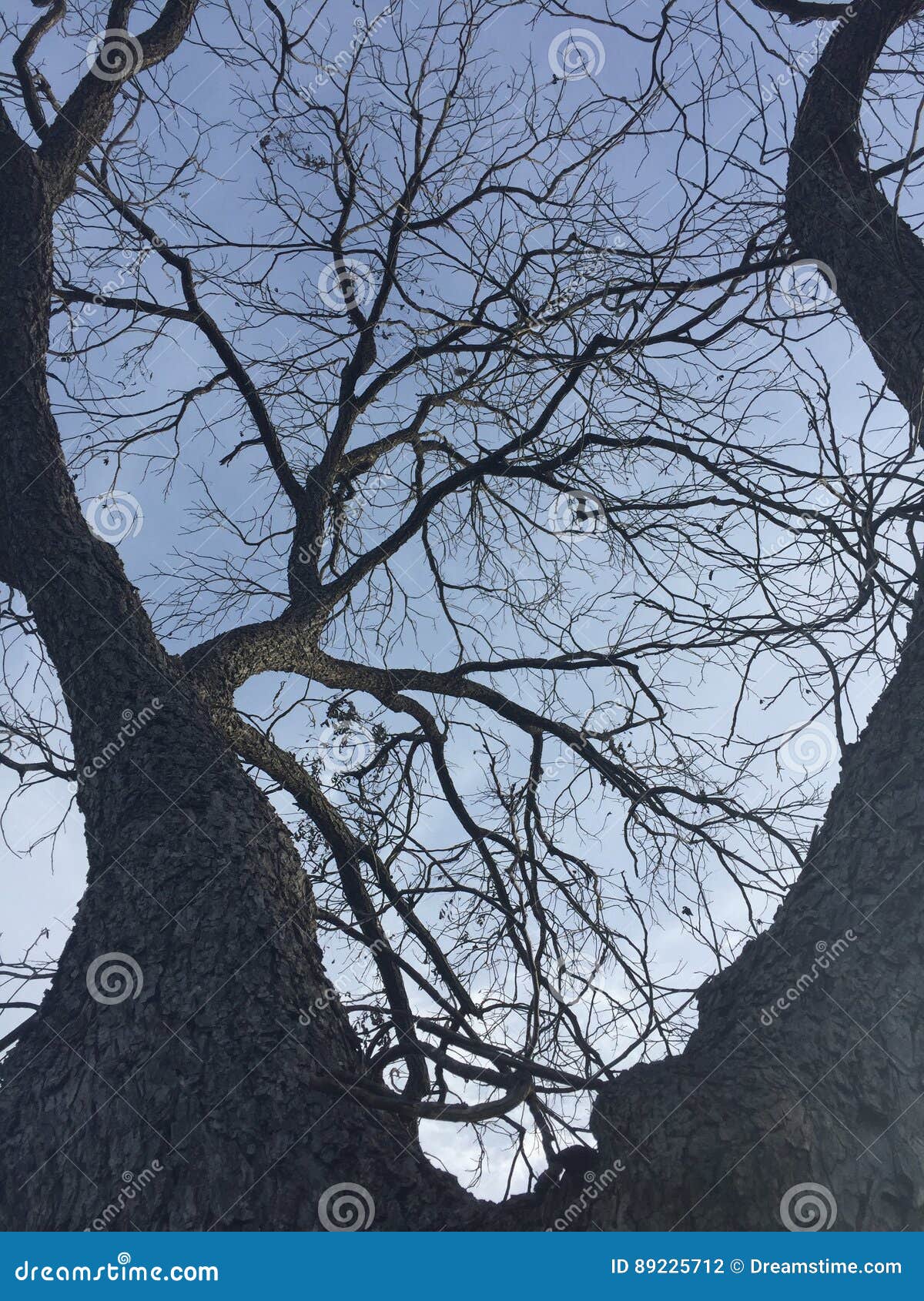 Ominous Tree stock photo. Image of location, tree, ominous - 89225712