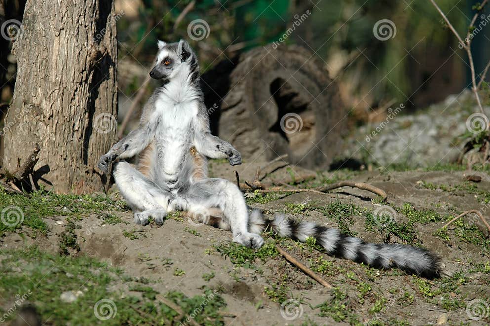 Ommmm stock image. Image of worship, sitzen, anbeiten, tier - 100837