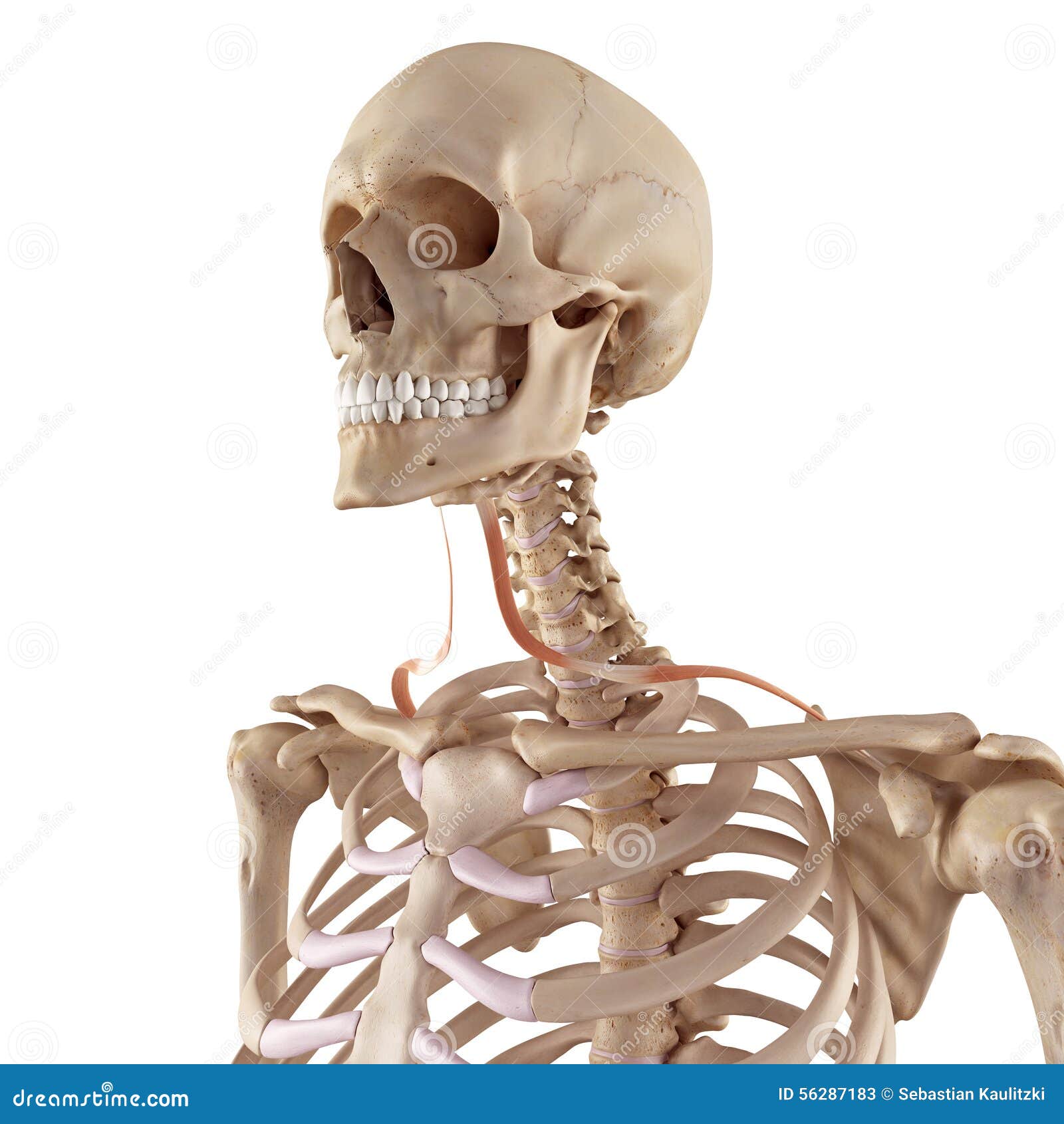 The omohyoid stock illustration. Illustration of graphic - 56287183