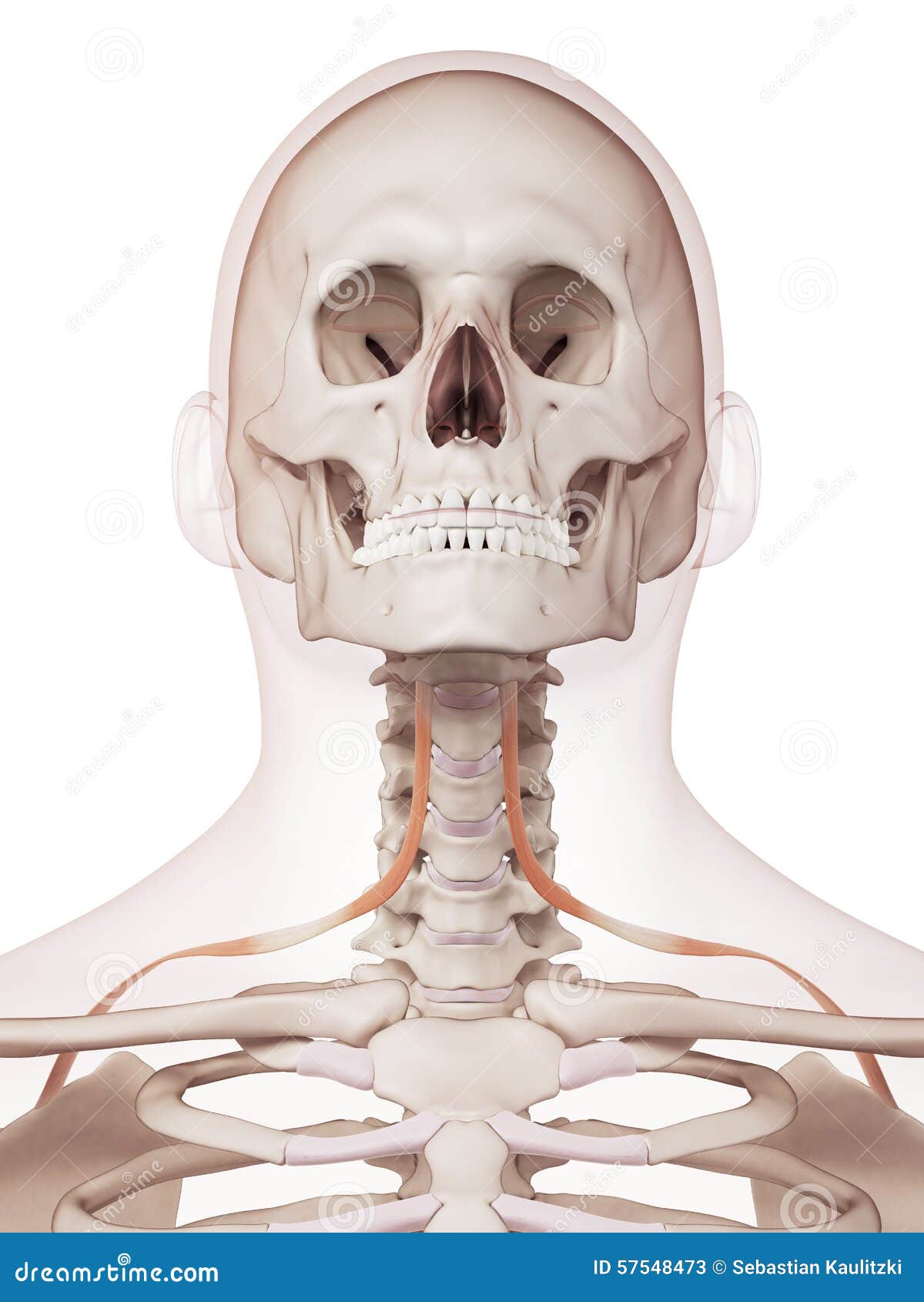 The omohyoid stock illustration. Illustration of bones - 57548473