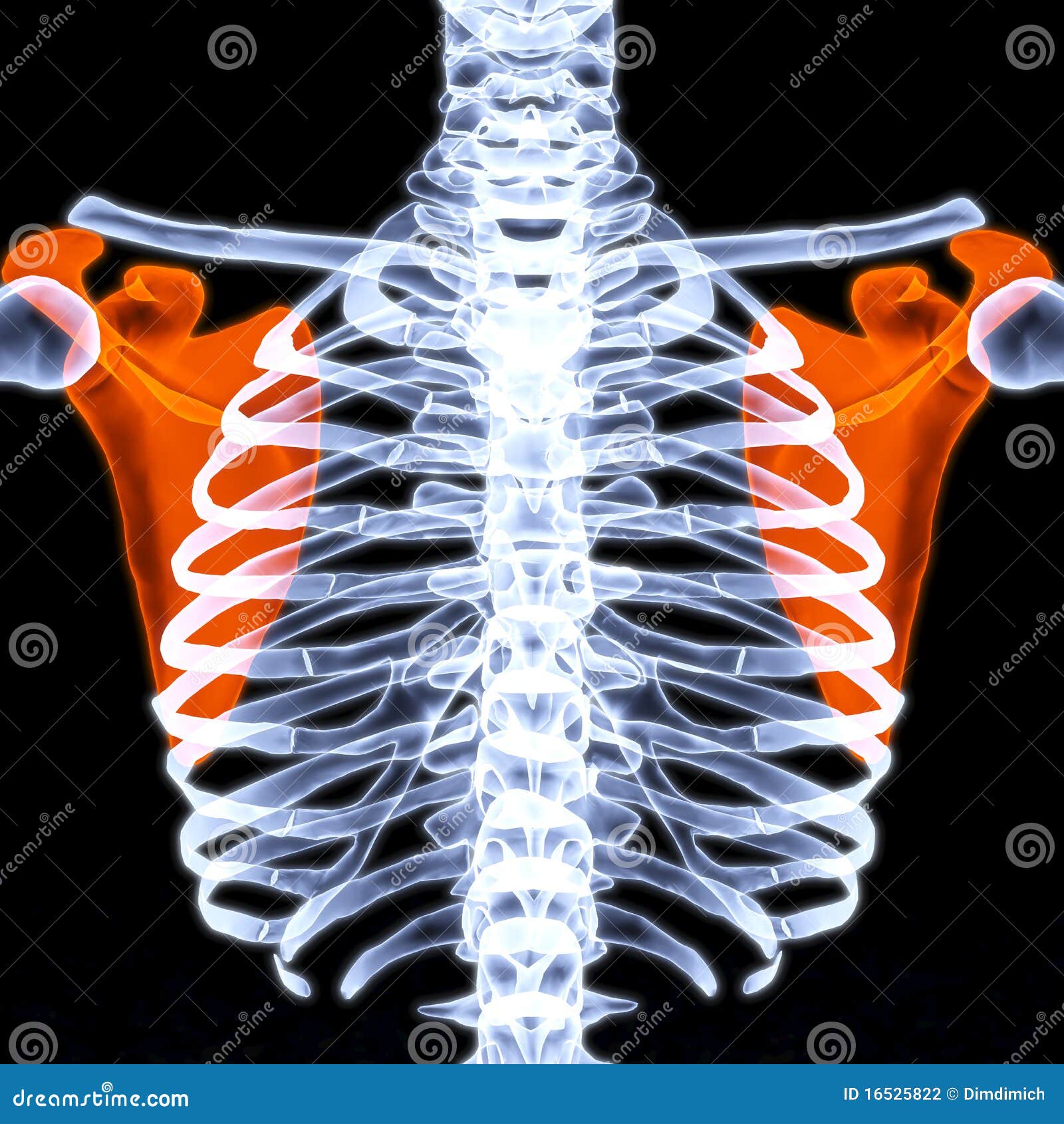 Omoplata ilustração stock. Ilustração de biologia, fratura - 16525822