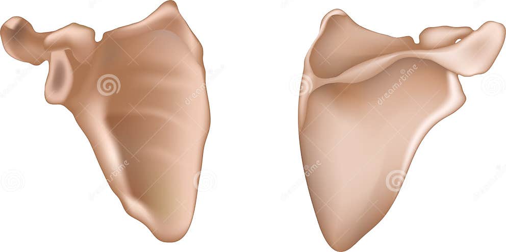 Omoplata ilustração do vetor. Ilustração de osso, desenho - 31407980