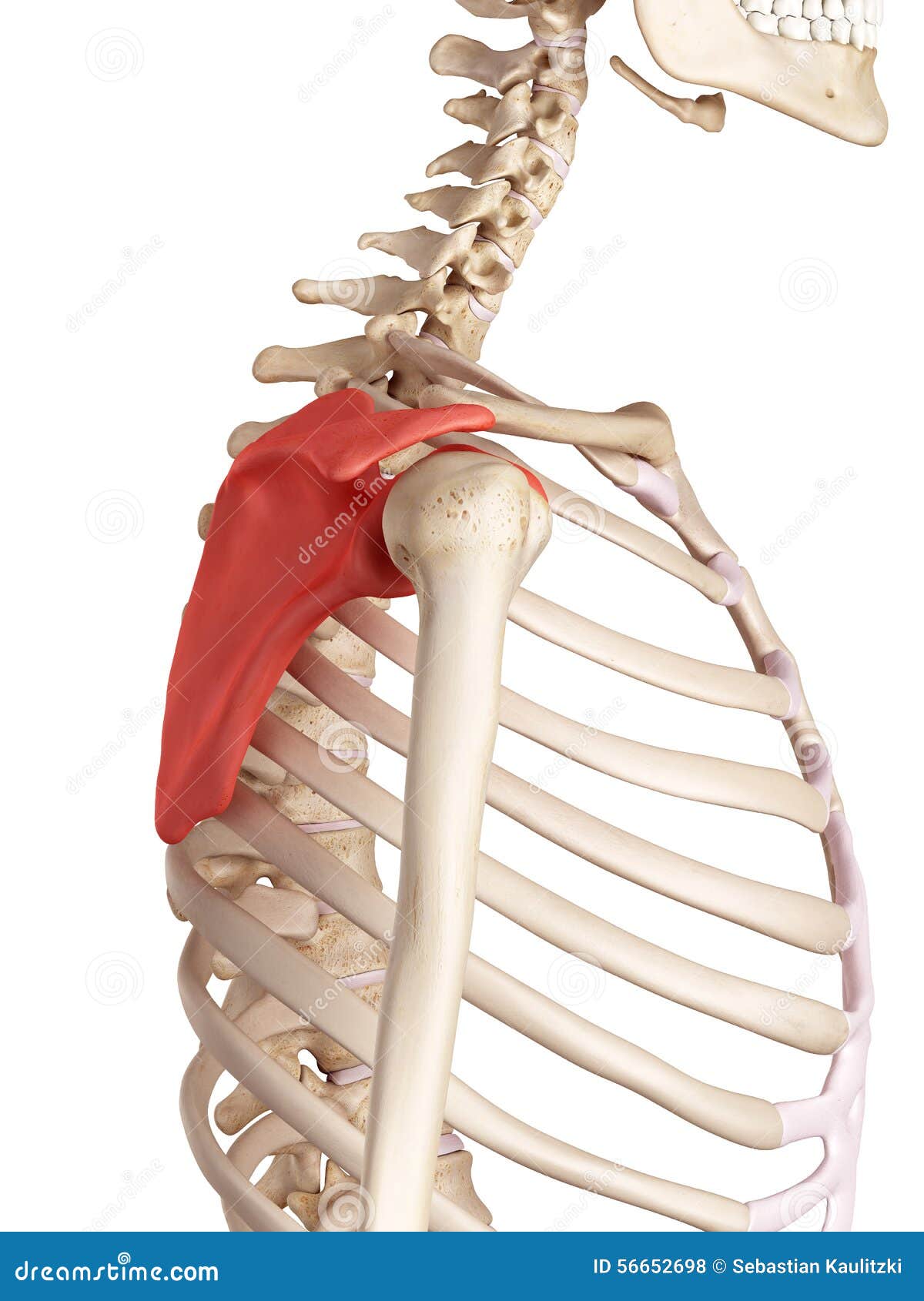 A omoplata ilustração stock. Ilustração de humano, médico - 56652698