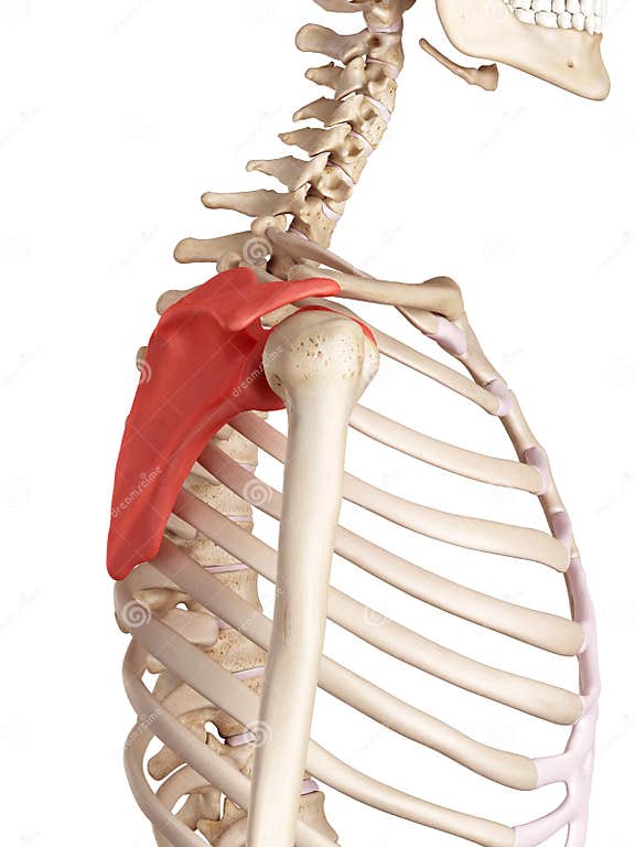 A omoplata ilustração stock. Ilustração de humano, médico - 56652698