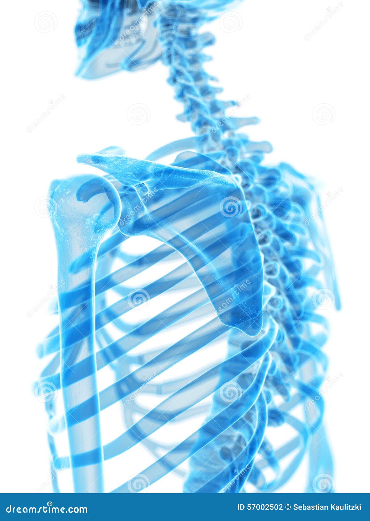 A omoplata ilustração stock. Ilustração de disco, ciência - 57002502