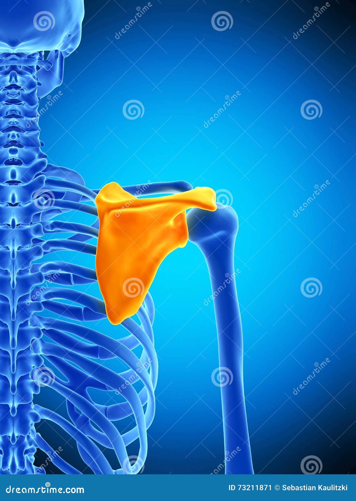 A omoplata ilustração stock. Ilustração de corpo, esqueleto - 73211871