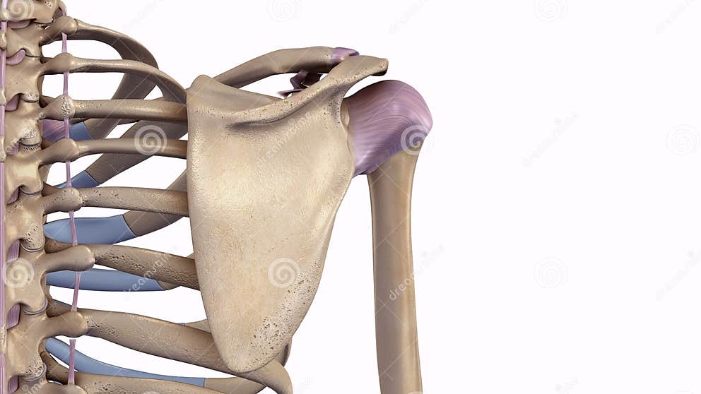 Omoplata com ligamentos ilustração stock. Ilustração de anatomia - 82869260