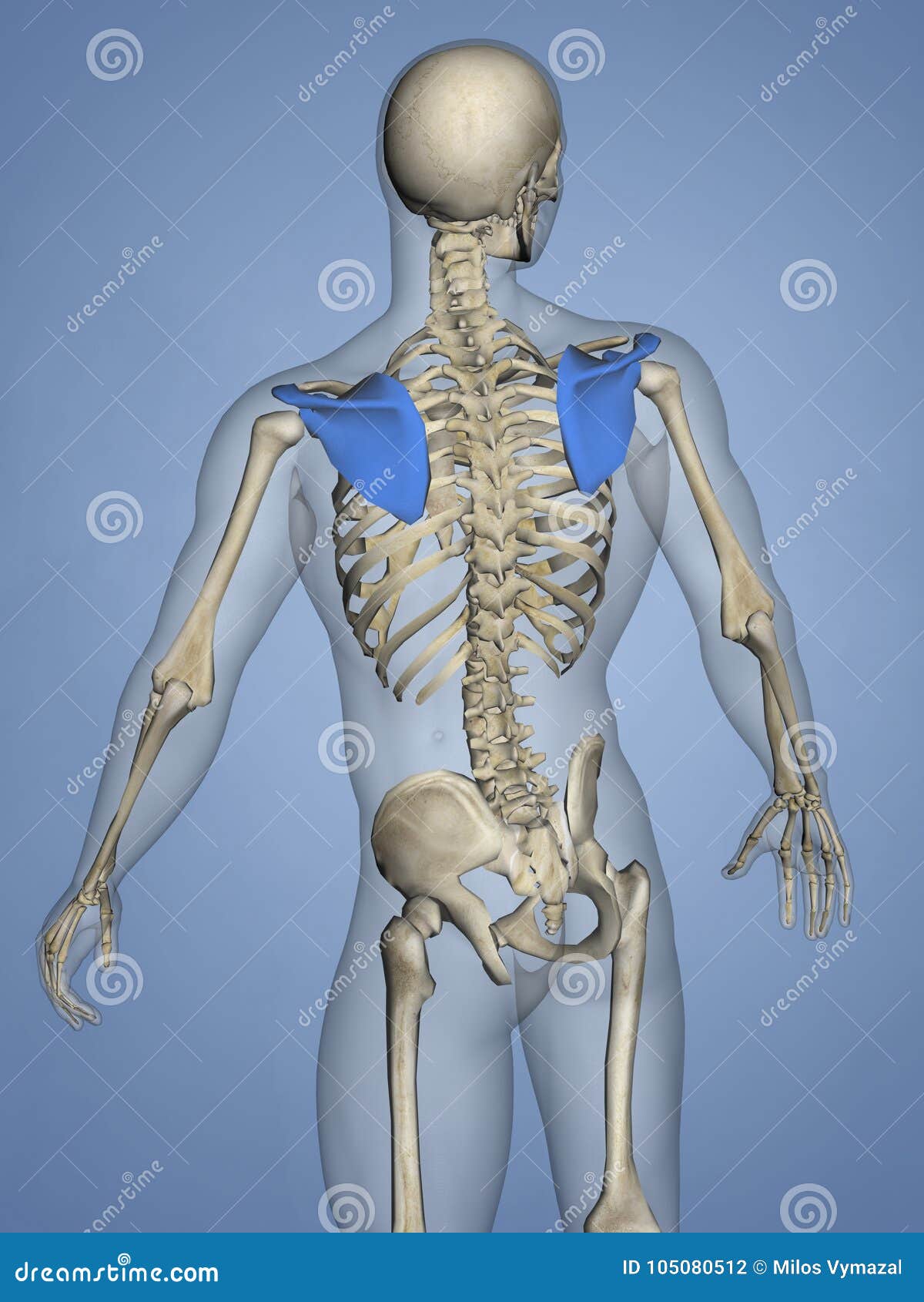 Omoplata M-SKEL-SCAPULA 1, Modelo 3D Ilustração Stock - Ilustração de ...