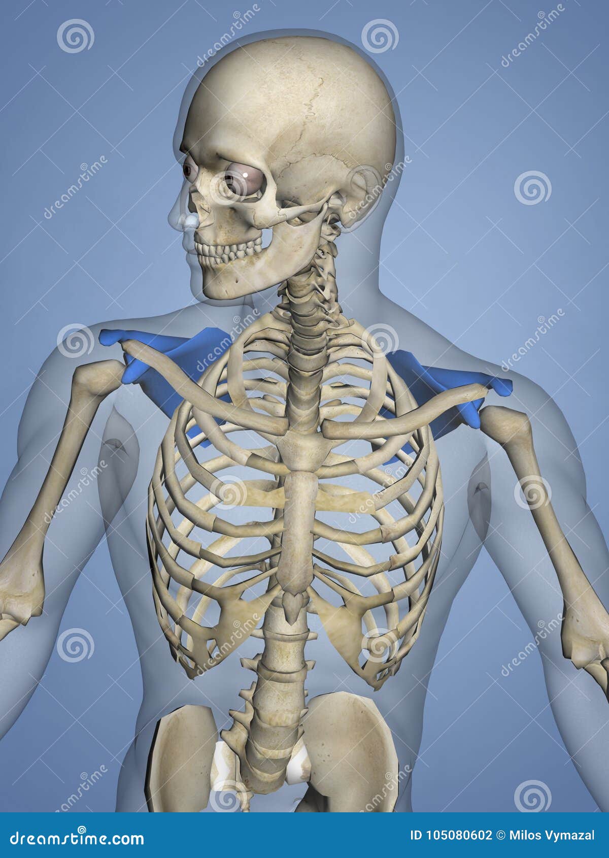 Omoplata M-SKEL-SCAPULA 7, Modelo 3D Ilustração Stock - Ilustração de ...