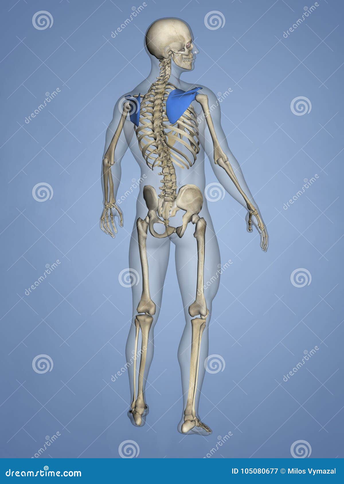 Omoplata M-SKEL-SCAPULA 10, Modelo 3D Ilustração Stock - Ilustração de ...