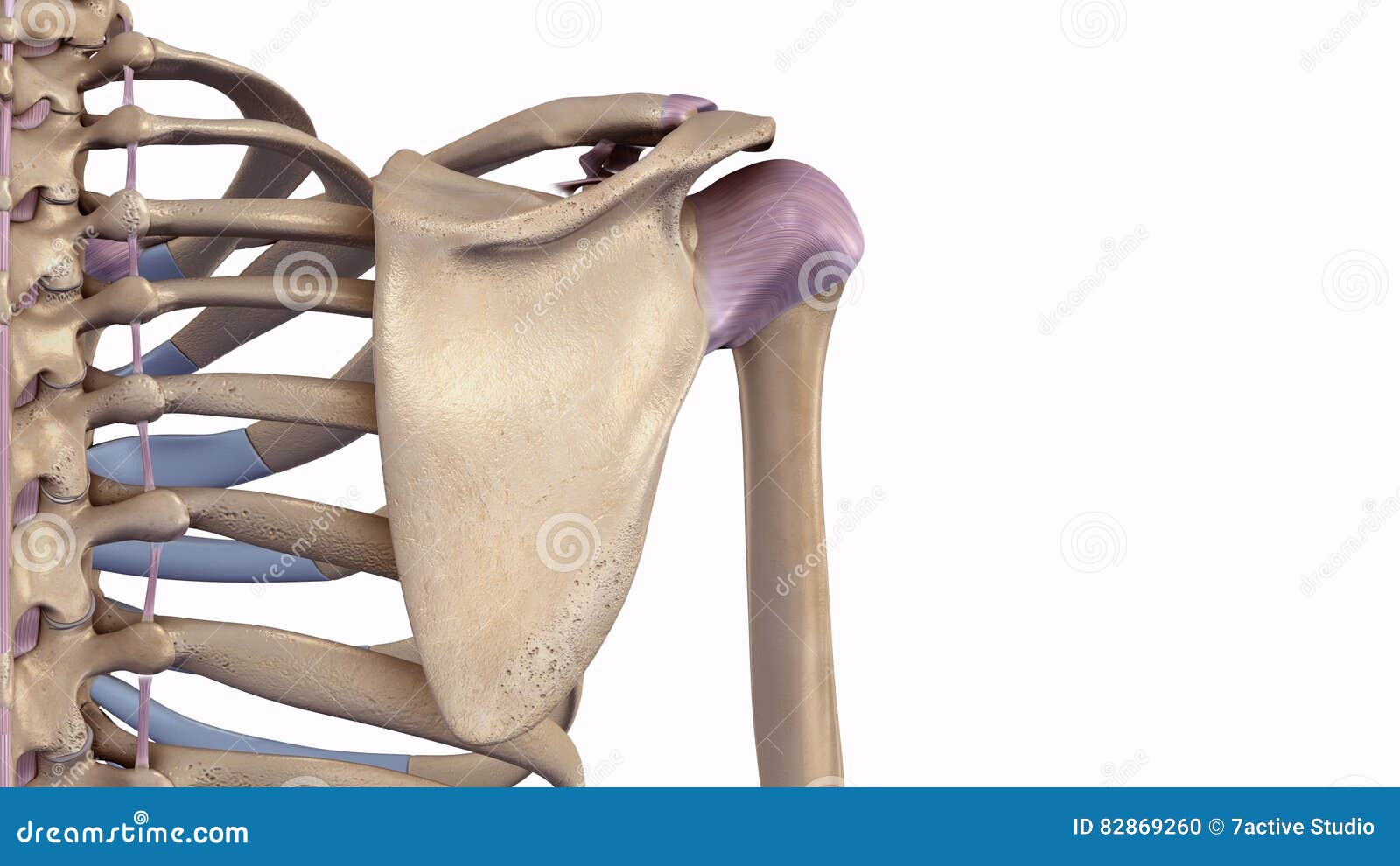 Omoplate Avec Des Ligaments Illustration Stock - Illustration du ...
