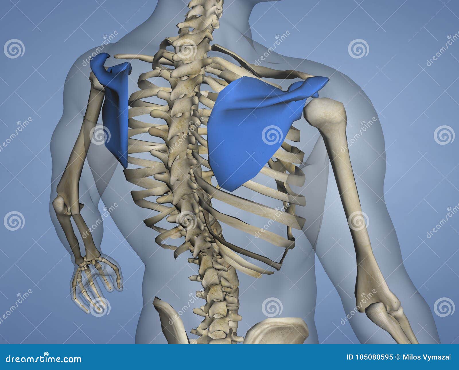 Omoplate M-SKEL-SCAPULA 3, Modèle 3D Illustration Stock - Illustration ...