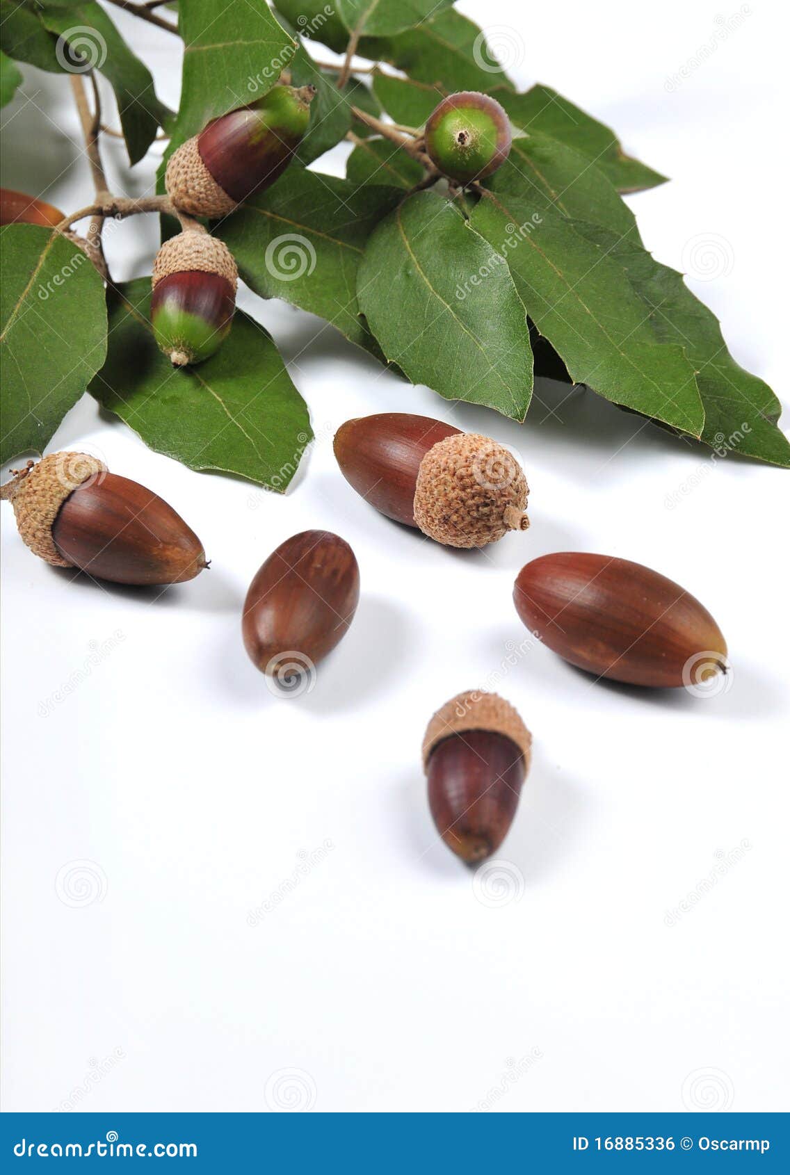 Omp 025 della ghianda fotografia stock. Immagine di bianco - 16885336