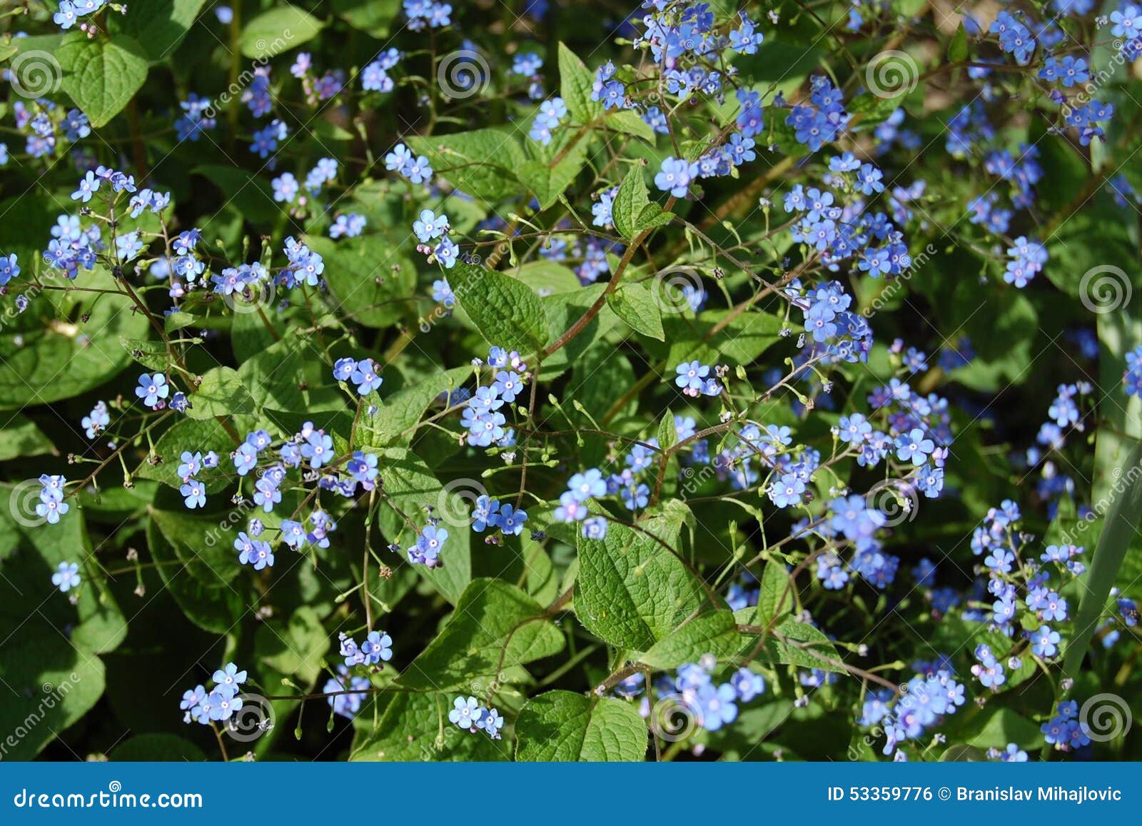 Omphalodes verna flowers stock photo. Image of sunlight - 53359776