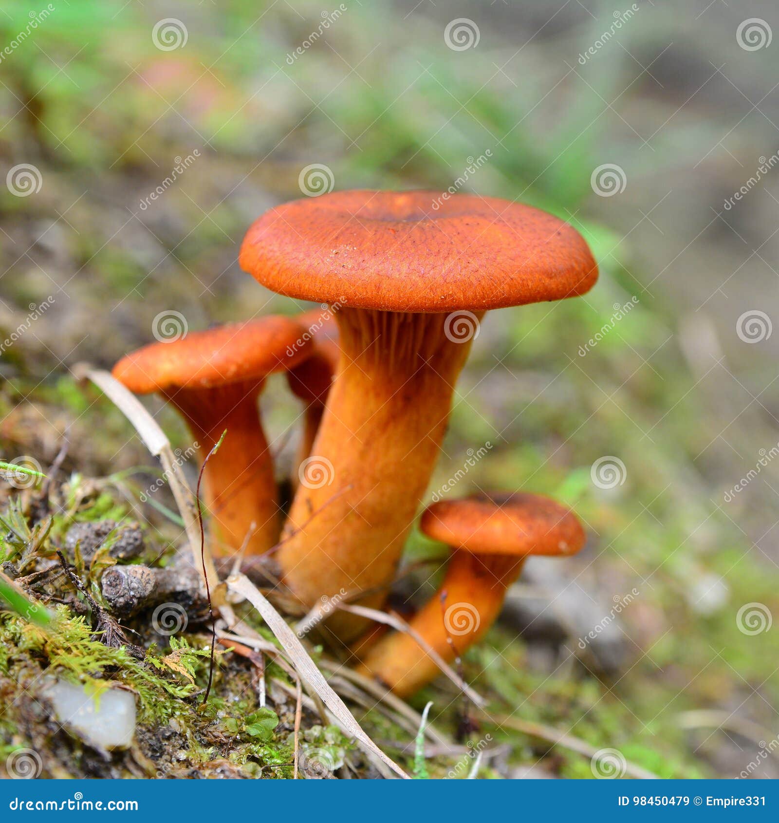 Omphalotus Olearius.Bright Orange Poisonous Mushroom Royalty-Free Stock ...