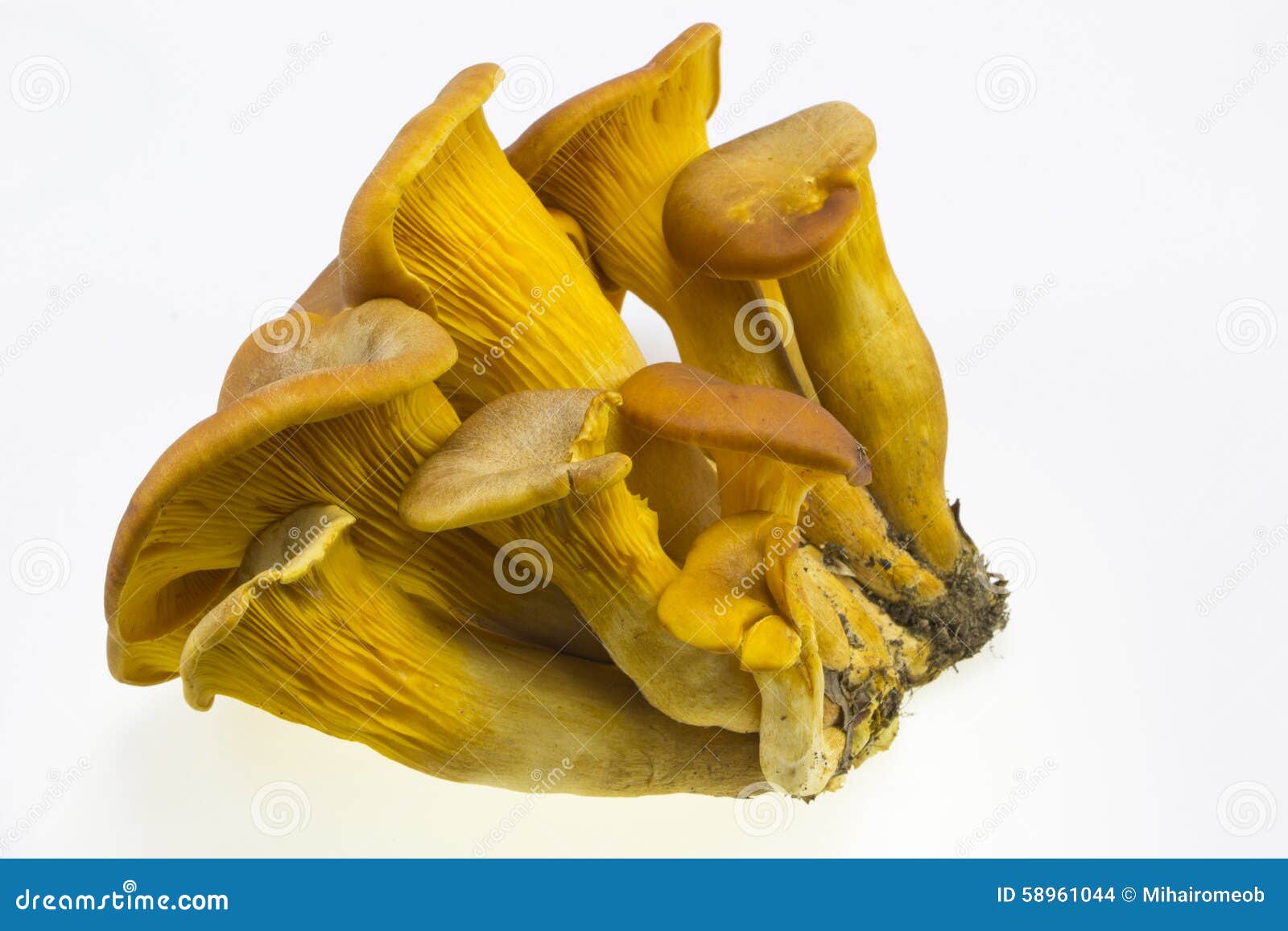 Omphalotus Olearius.Bright Orange Poisonous Mushroom Royalty-Free Stock ...