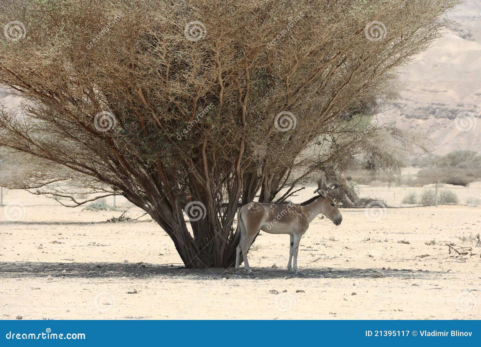Onager image stock. Image du montagnes, été, désert, animal - 21395117