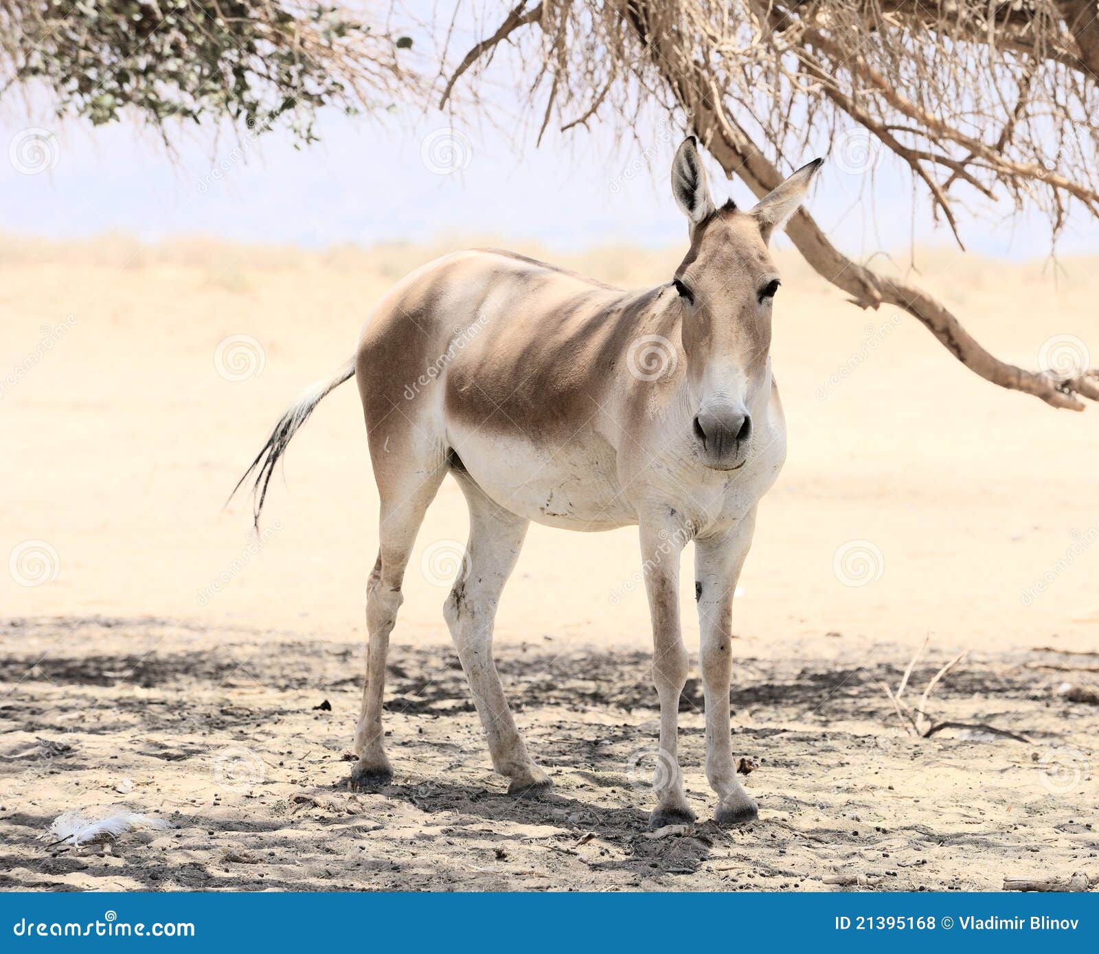 Onager stock photo. Image of desert, hemionus, mammal - 21395168
