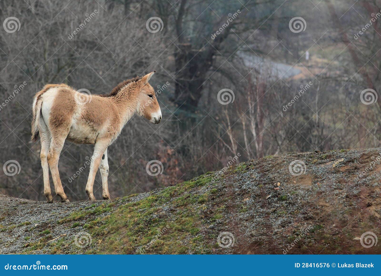 Onager stock photo. Image of adult, mammal, hemionus - 28416576