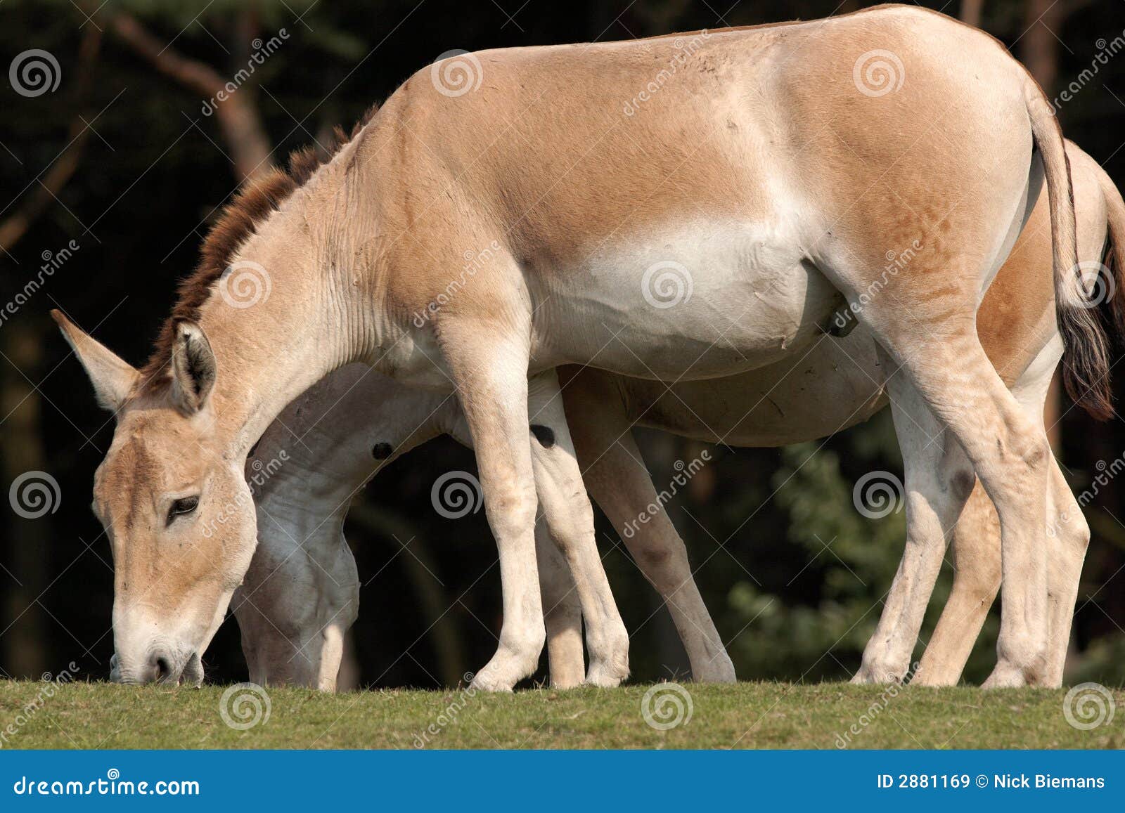 Onager stock image. Image of india, herbivore, onager - 2881169