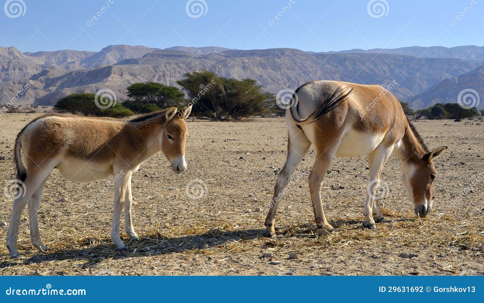 The onager stock photo. Image of reservation, native - 29631692