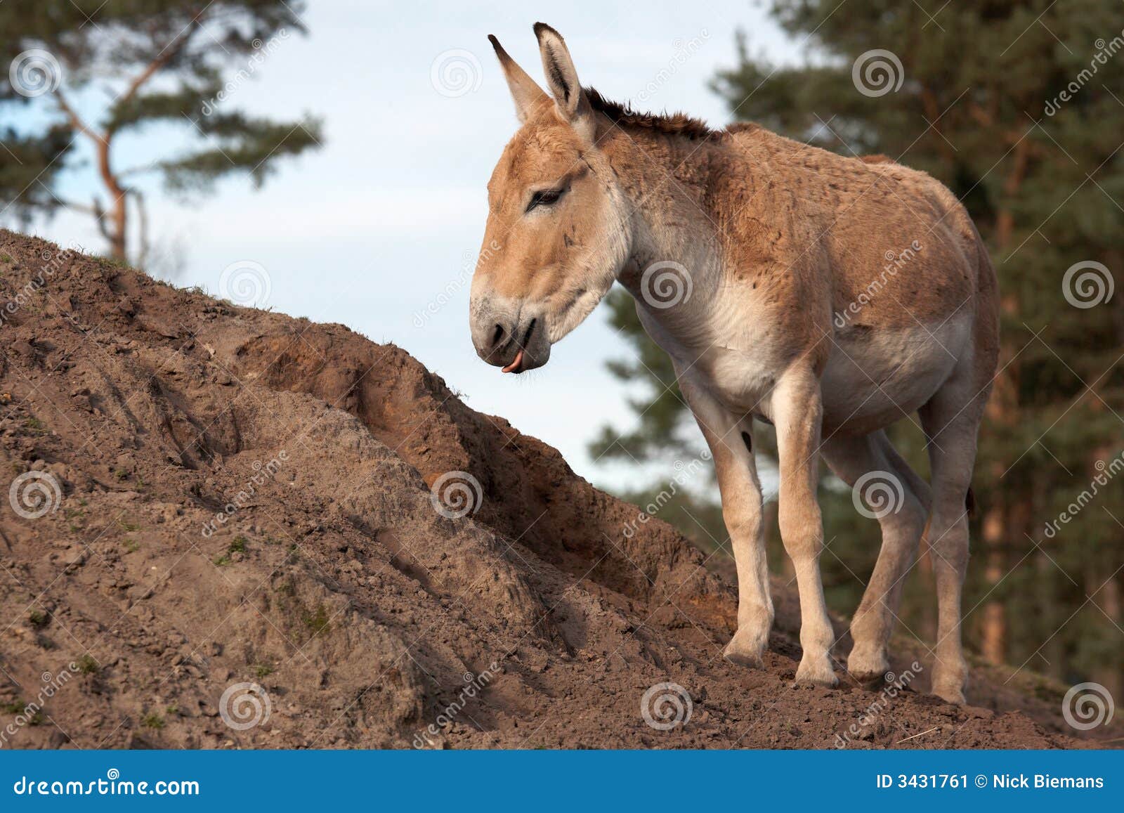 Onager stock image. Image of onager, desert, herbivore - 3431761