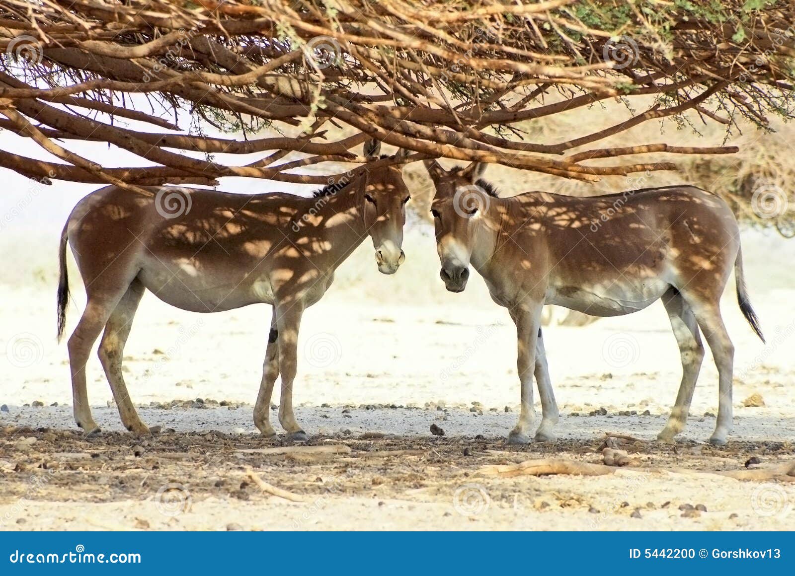 The Onager stock photo. Image of horse, middle, onager - 5442200