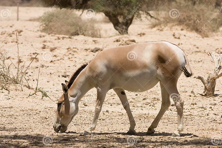 Onager stock photo. Image of syria, india, tibet, china - 9845482