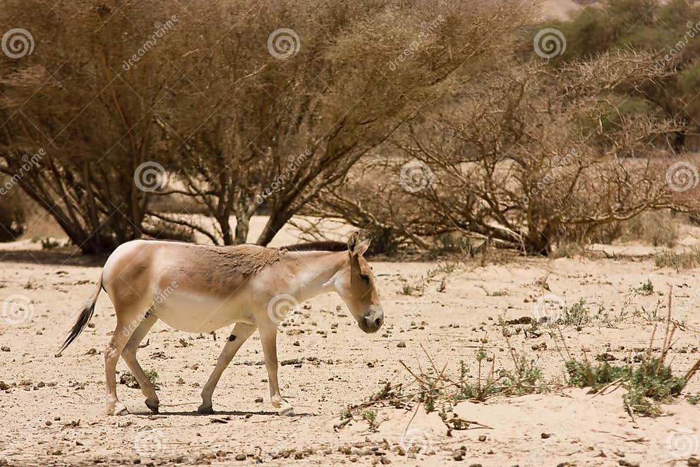 Onager stock photo. Image of mammal, desert, herbivore - 9845920