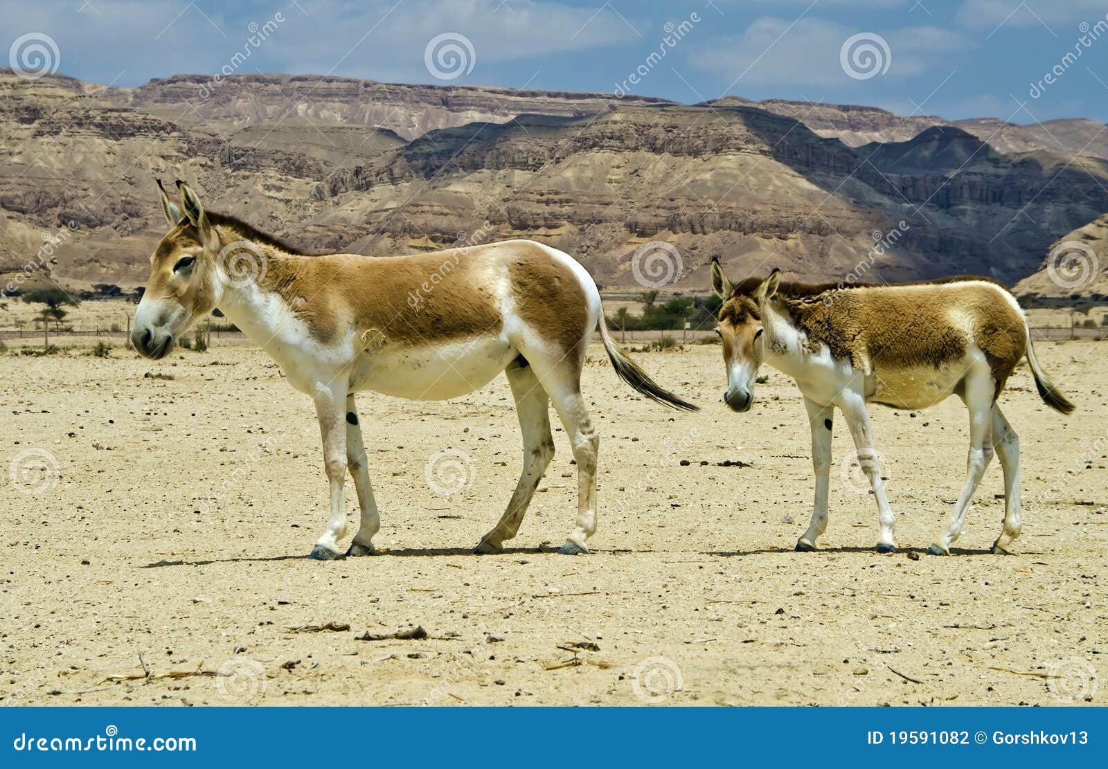 Onager at the Negev Desert, Israel Stock Photo - Image of eilat ...