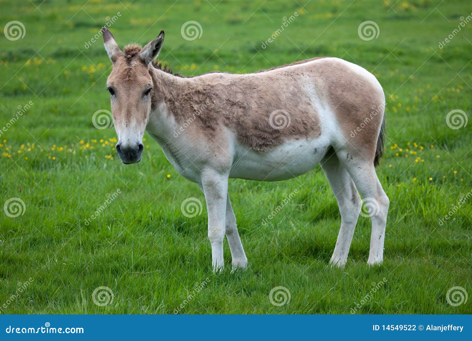 Onager in Field stock photo. Image of animal, wild, hemionus - 14549522