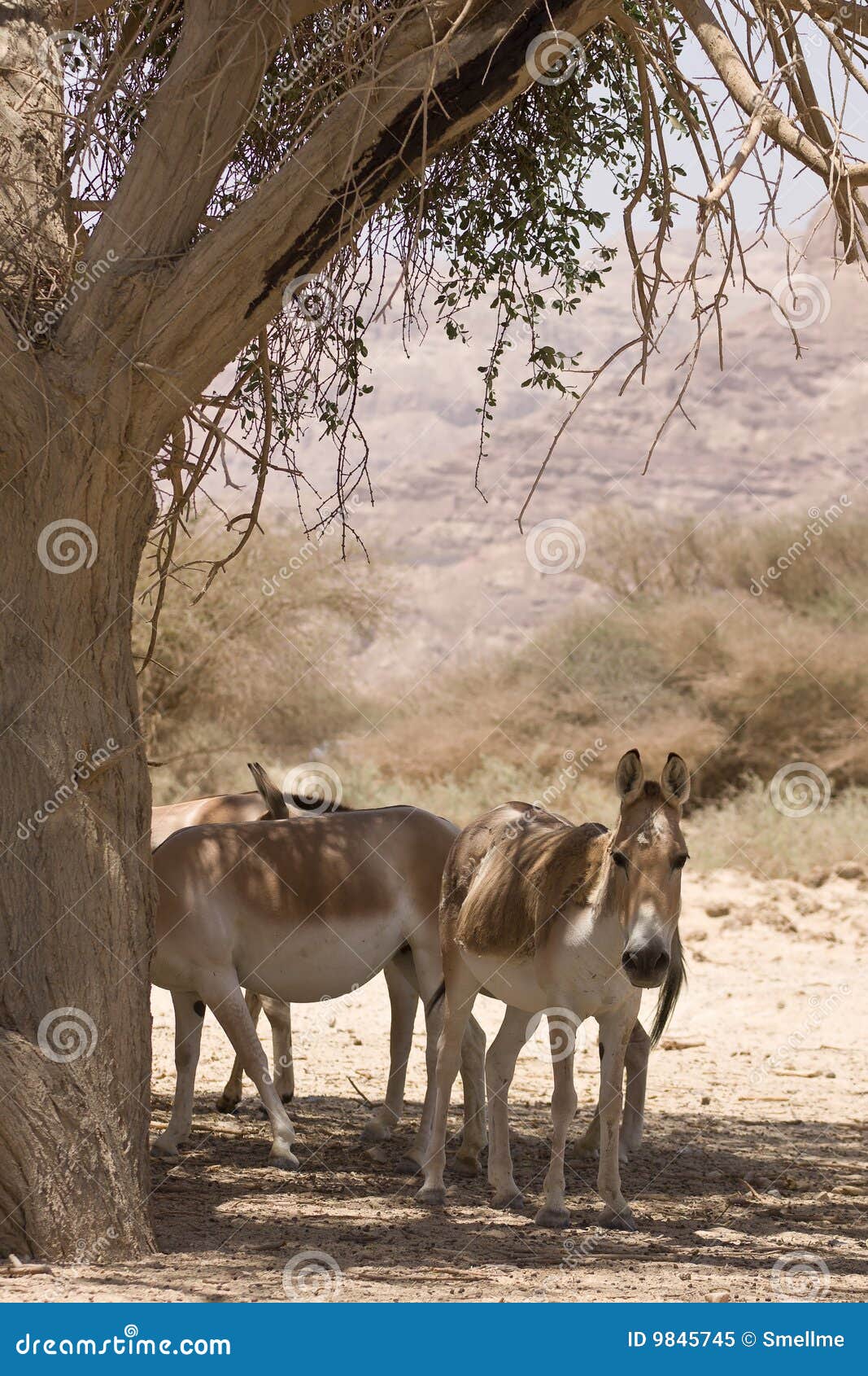 Onagers stock image. Image of wild, hill, hoofed, head - 9845745