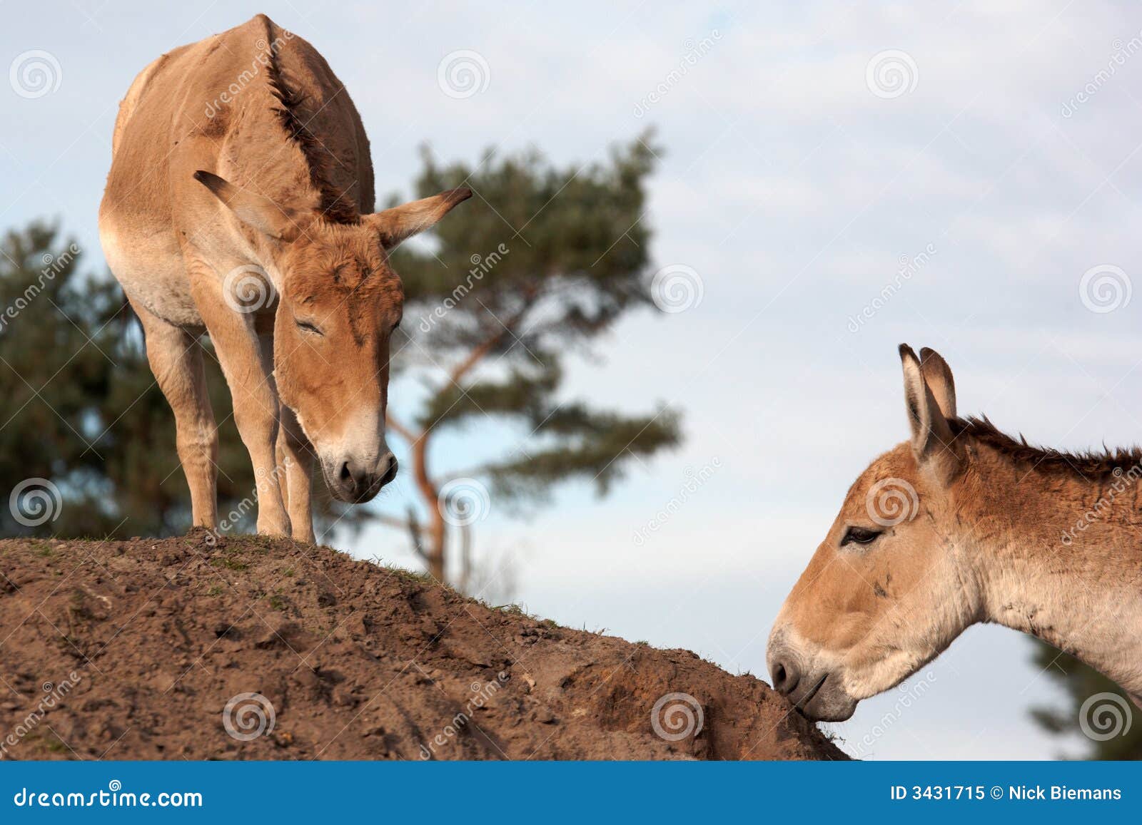 Onagers on a hill stock image. Image of desert, onager - 3431715