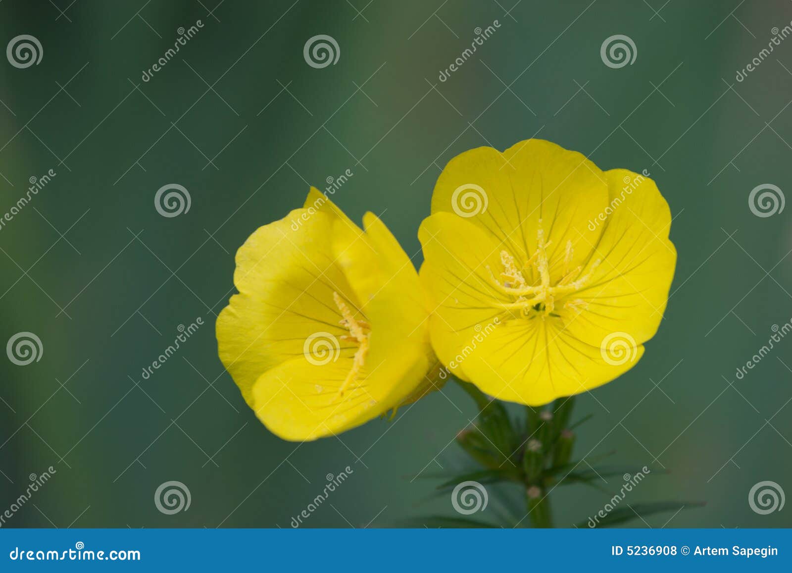 Onagra foto de archivo. Imagen de color, anual, cierre - 5236908