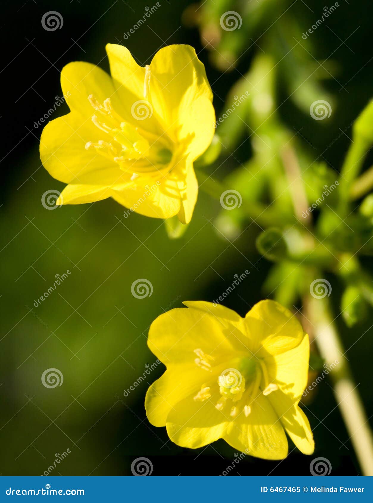 Onagra imagen de archivo. Imagen de flores, cierre, wildflower - 6467465