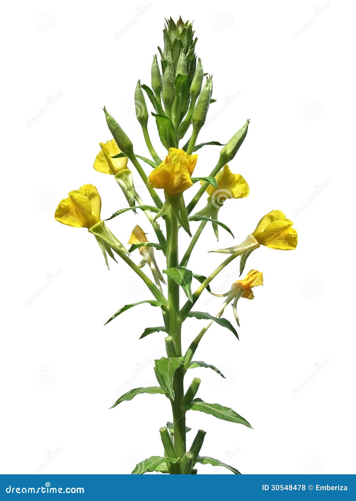 Onagra (biennis Del Oenothera) Foto de archivo - Imagen de aislado ...